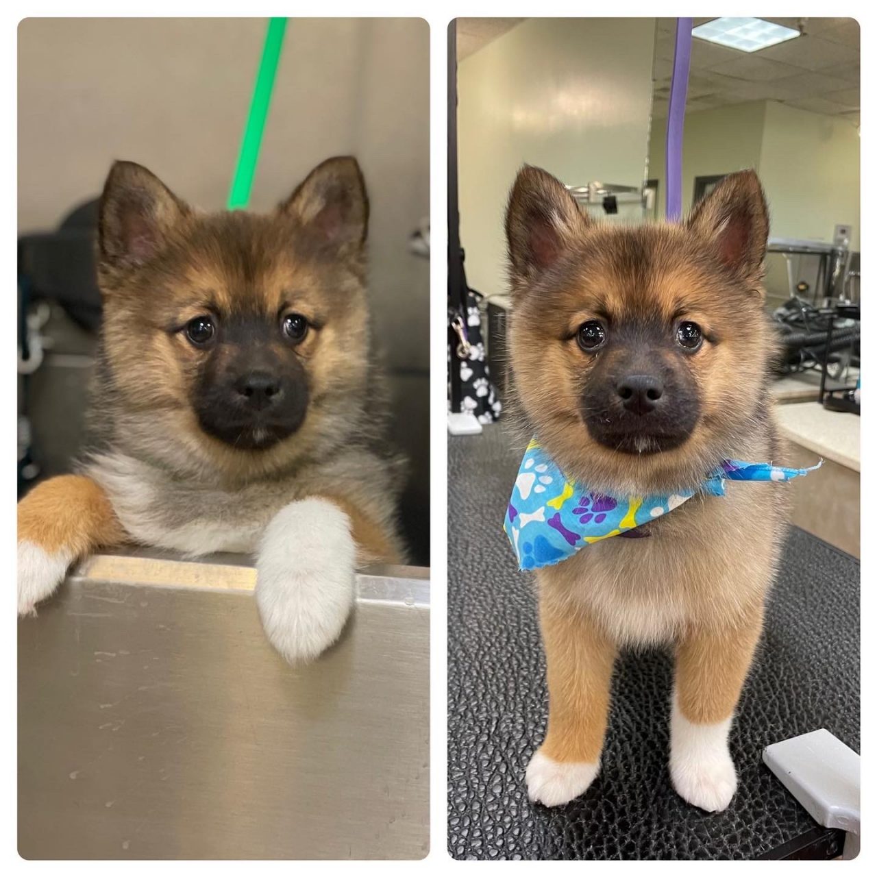 Before & After - Five Star Dog Grooming